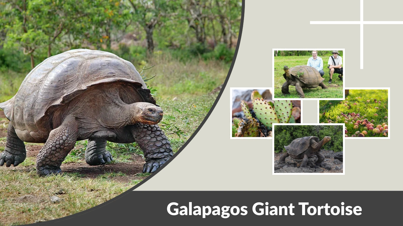 Galapagos Giant Tortoise: Facts, Habitat, Lifespan & Diet