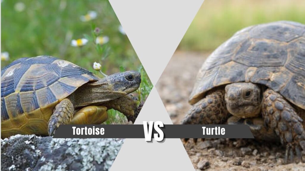 Tortoise vs Turtle: What are the Key Differences Between them?