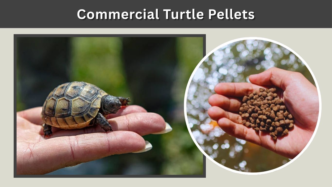 What Do Baby Turtles Eat? 10 Common Safe Foods for Healthy Growth