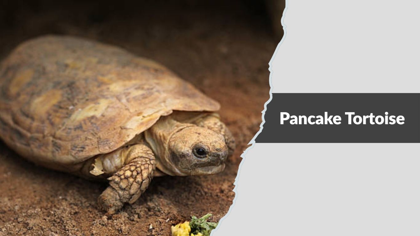 13 Types of Pet Tortoises You Should Know (ID with Picture)