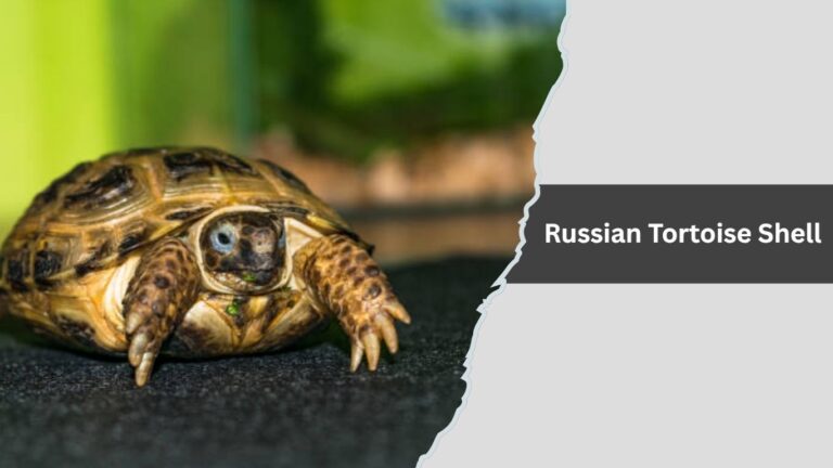 10 Types of Tortoise Shell: Patterns, Colors & Identification