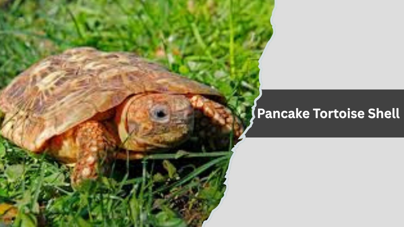 10 Types of Tortoise Shell: Patterns, Colors & Identification