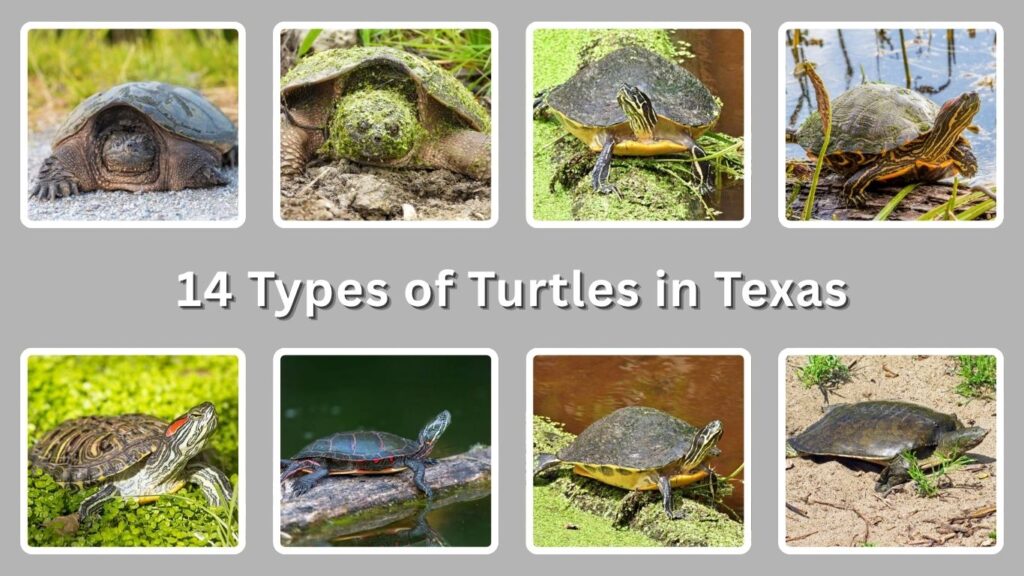 14 Types of Turtles in Texas: Identification With Pictures