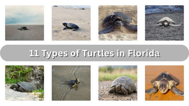 11 Types of Turtles in Florida: Identification with Pictures