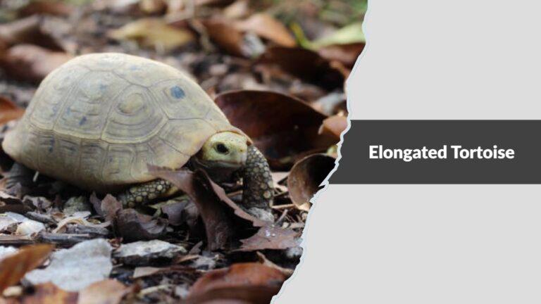 13 Types of Pet Tortoises You Should Know (ID with Picture)