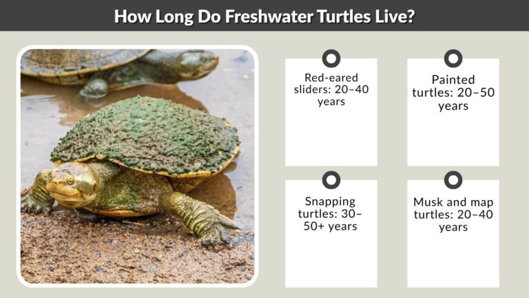 How Long Do Turtles Live? Lifespan by Species