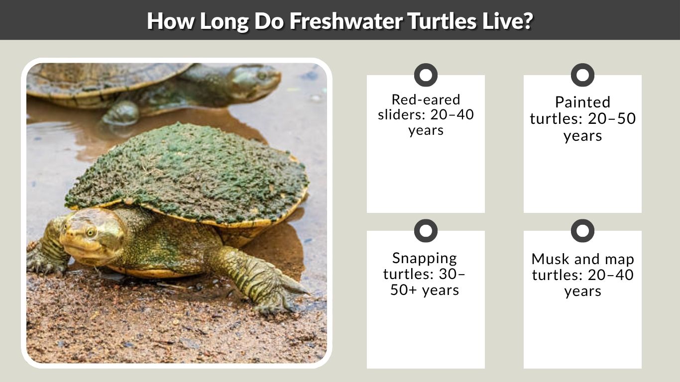 How Long Do Turtles Live? Lifespan by Species