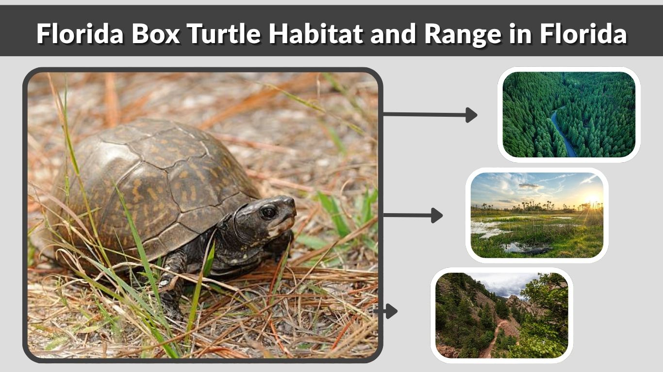 Florida Box Turtle: Facts, Diet, Habitat and Care Tips