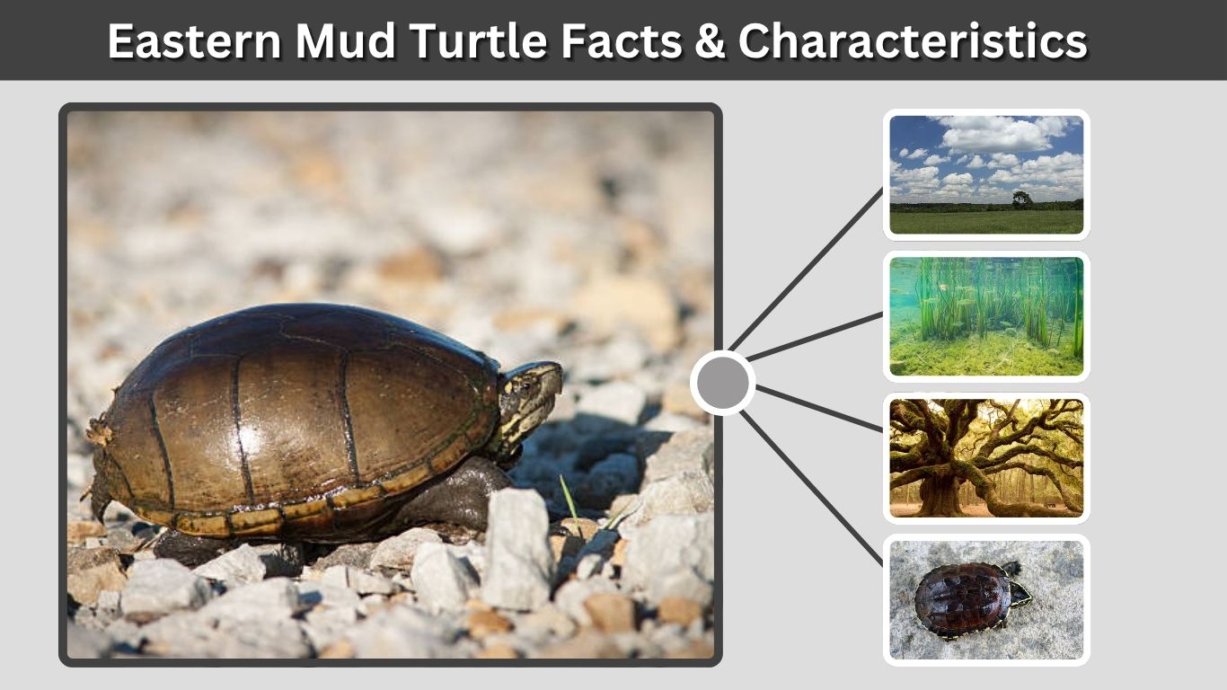 Eastern Mud Turtle: Care, Habitat, Diet, Size & Lifespan