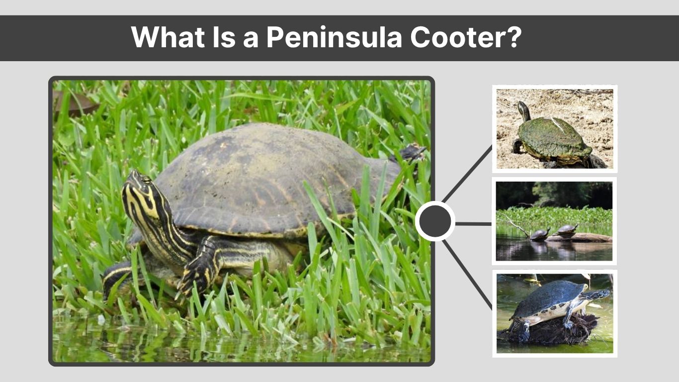 Peninsula Cooter: Care, Lifespan, Size & Diet Guide