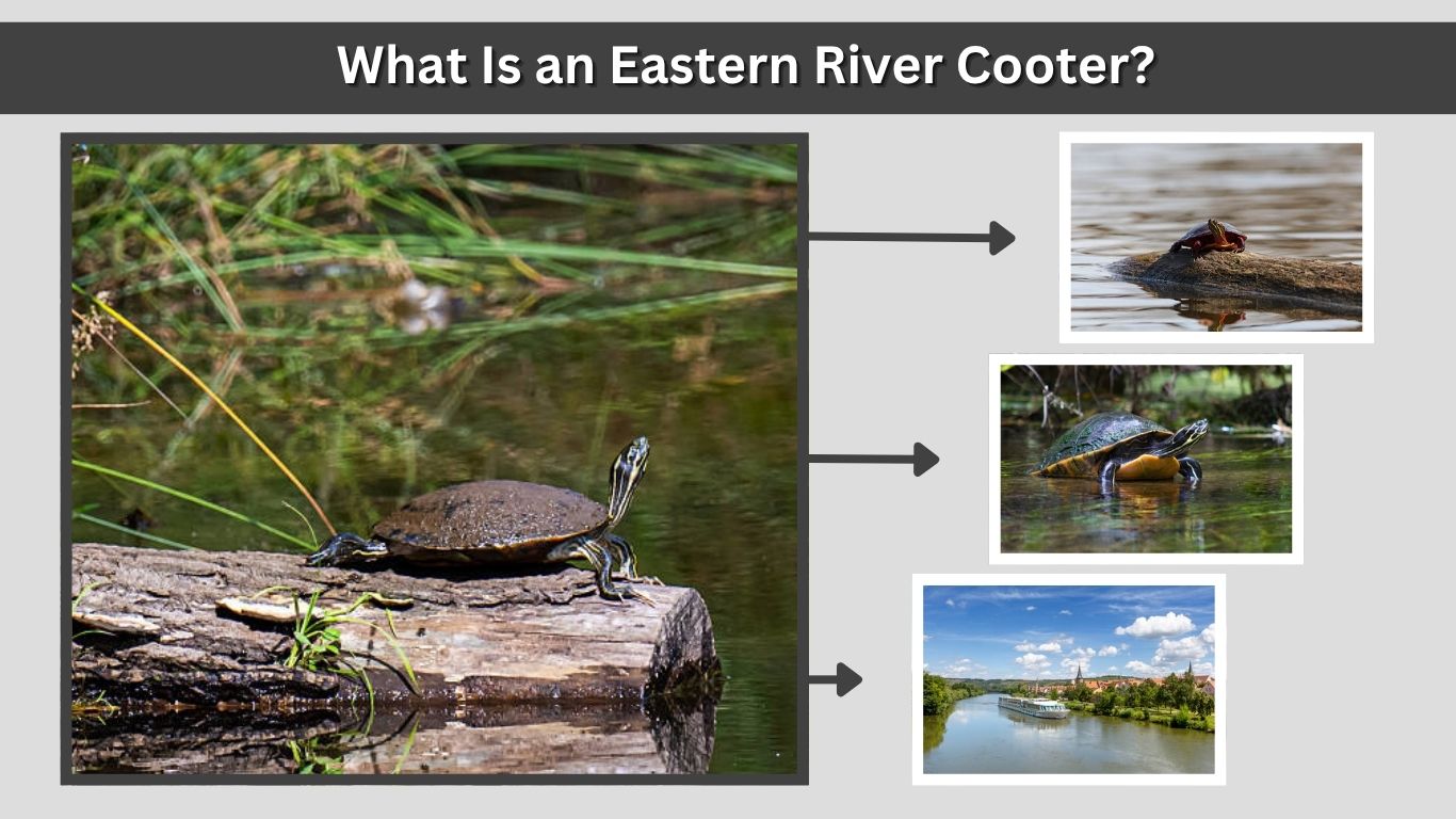 Eastern River Cooter: Care, Lifespan, Diet & Size