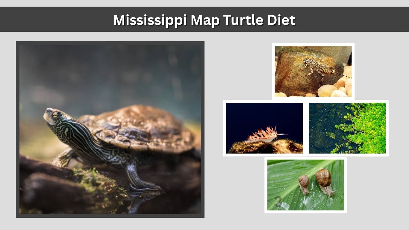 Mississippi Map Turtle: Habitat, Care, Size and Diet Guide