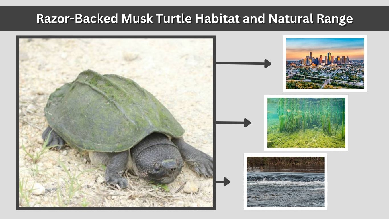 Razor-Backed Musk Turtle: Size, Diet and Care Tips