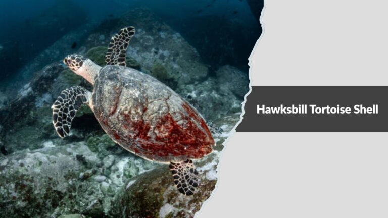 10 Types of Tortoise Shell: Patterns, Colors & Identification