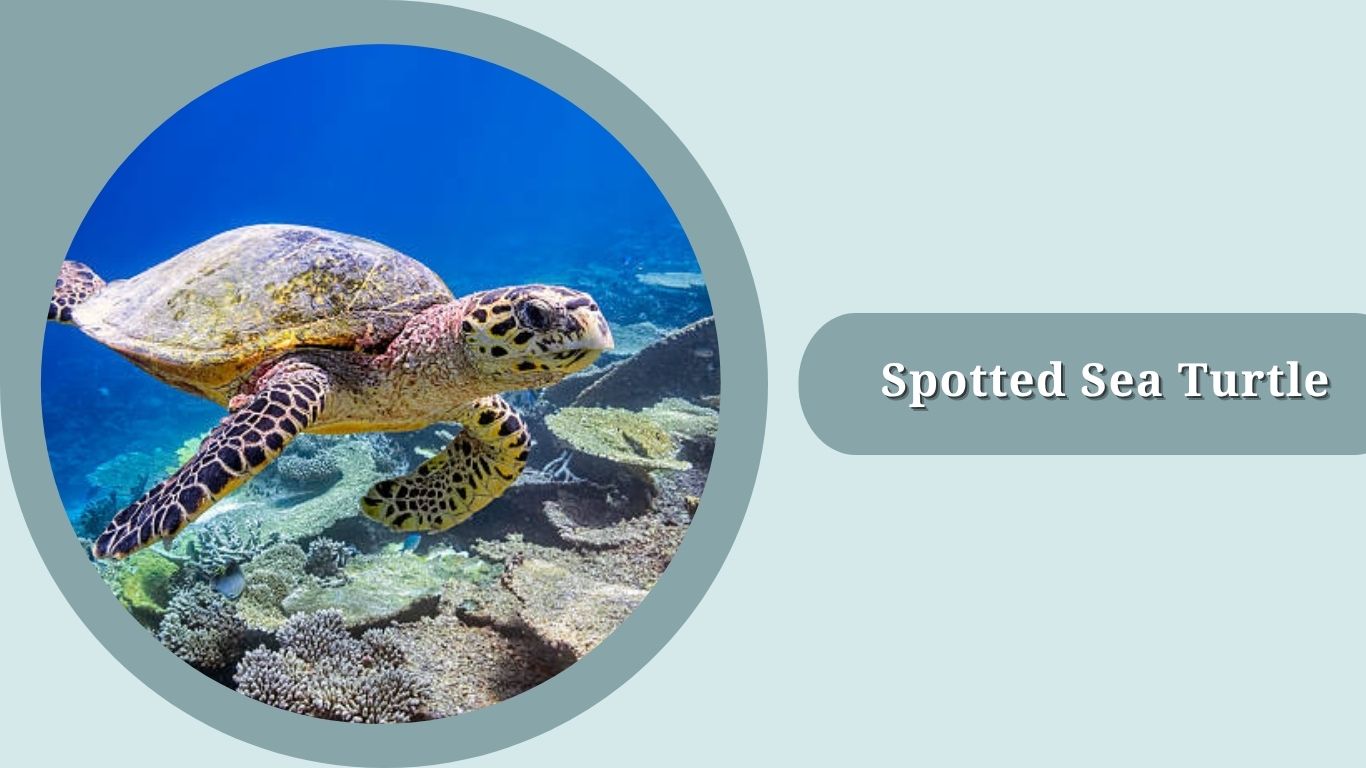 15 Types of Turtles in Hawaii: Identification With Pictures