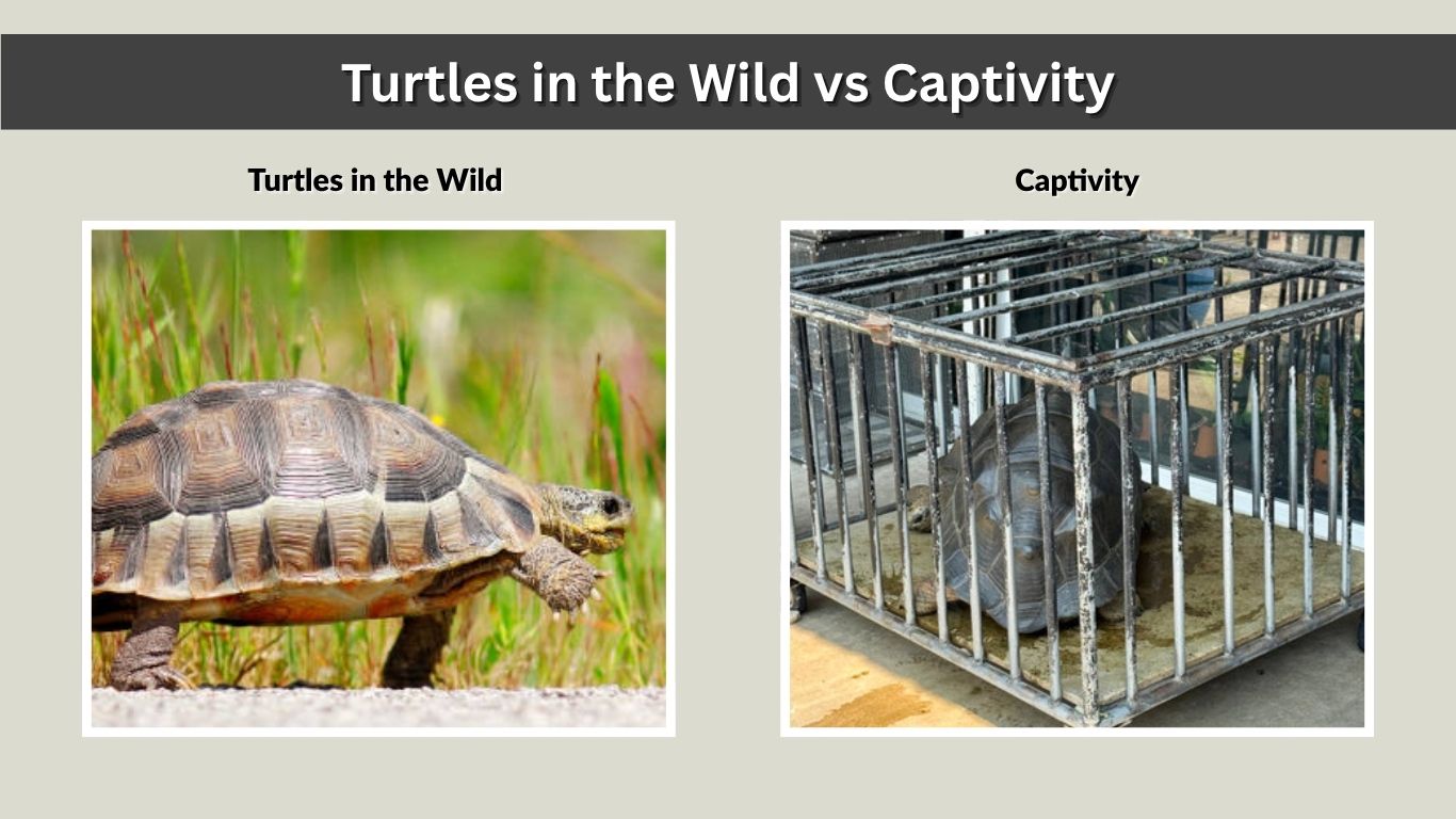 How Long Do Turtles Live? Lifespan by Species