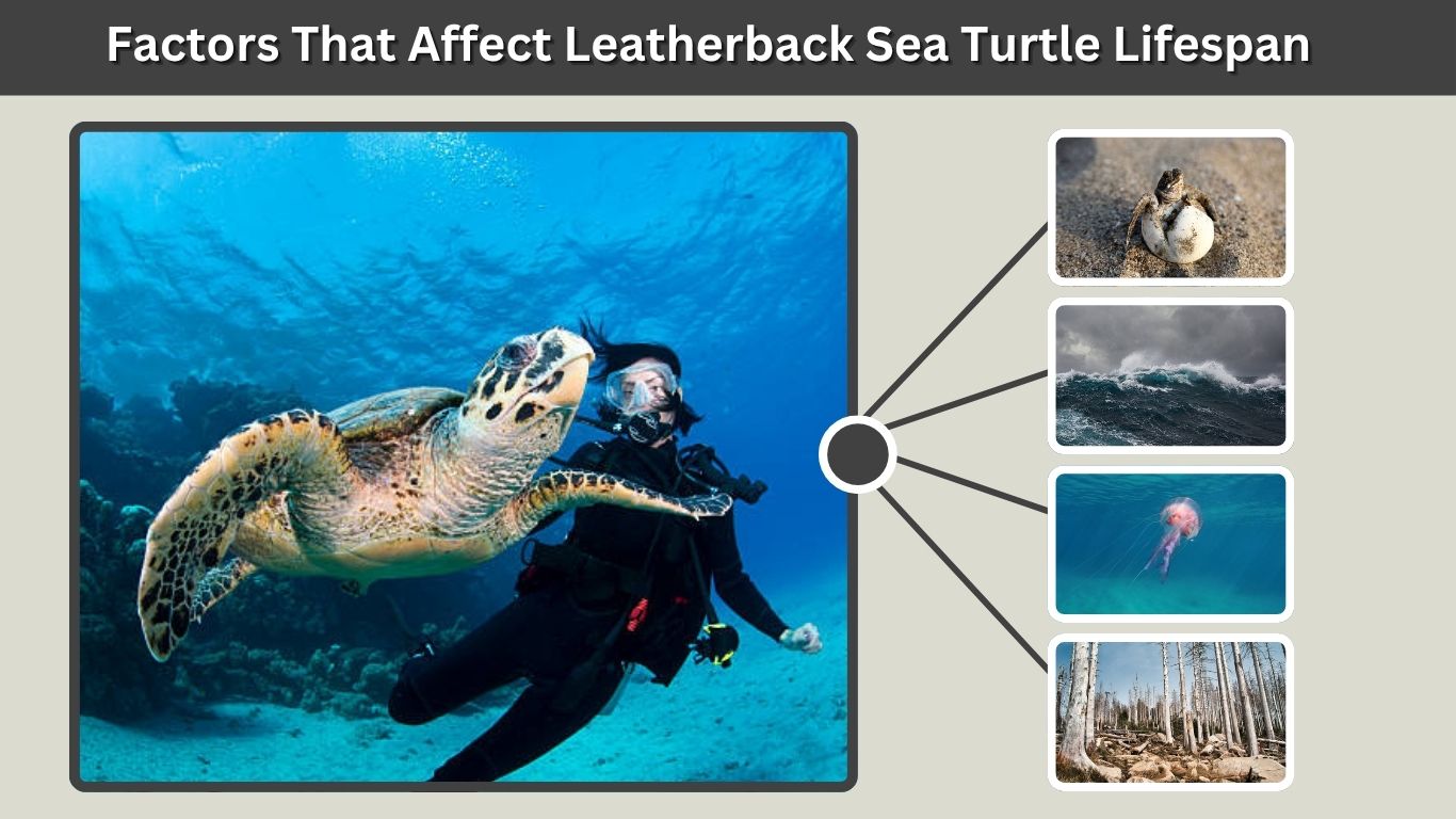 Leatherback Sea Turtle Lifespan: Average Age & Life Cycle
