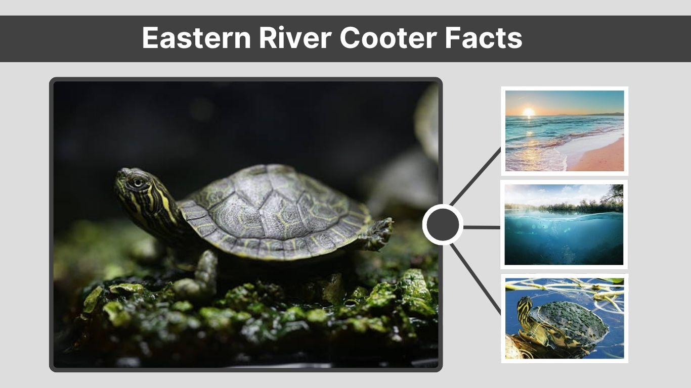 Eastern River Cooter: Care, Lifespan, Diet & Size
