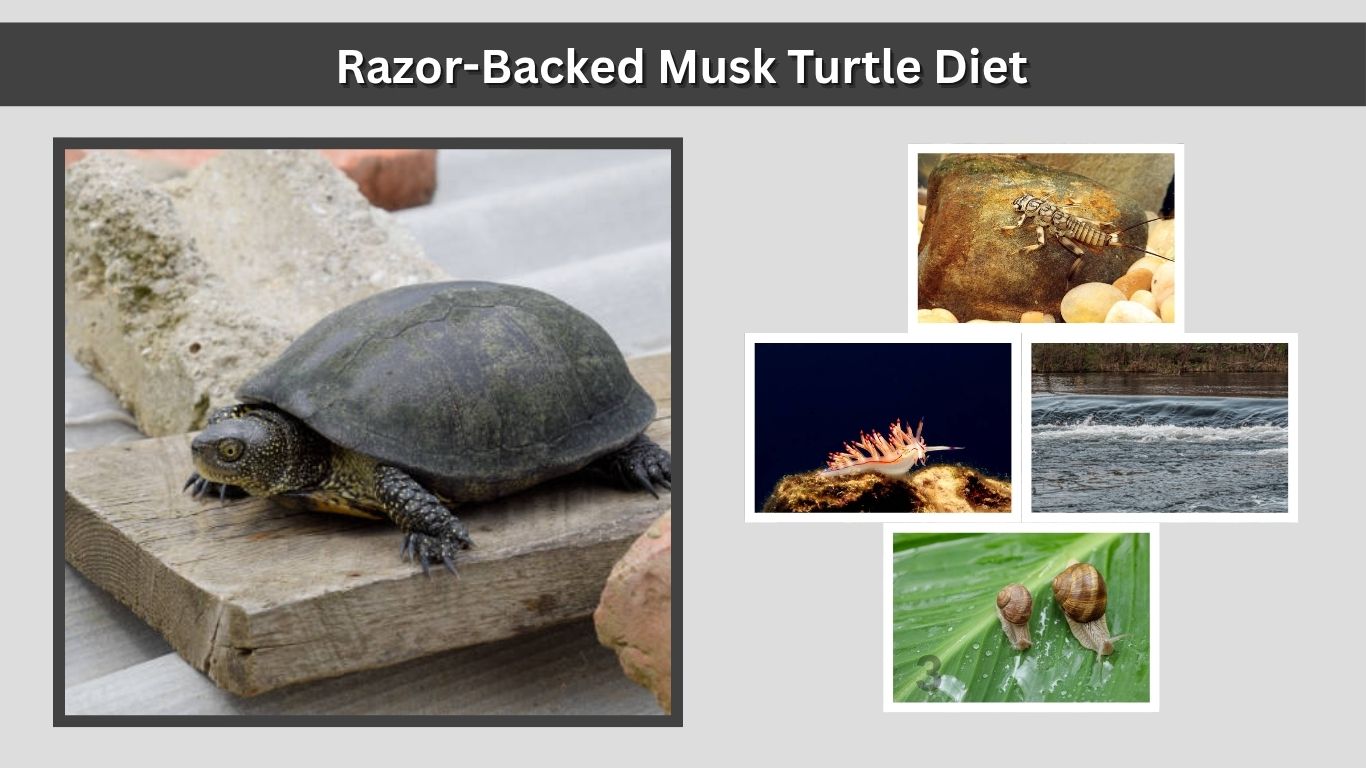 Razor-Backed Musk Turtle: Size, Diet and Care Tips