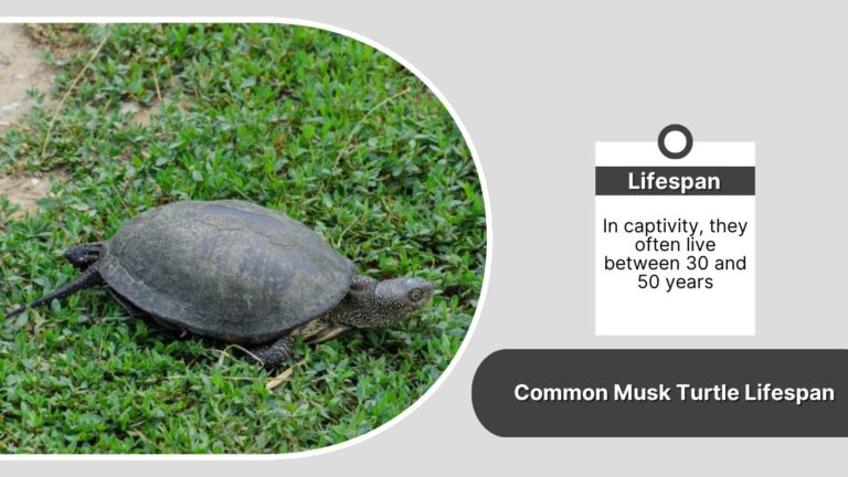 Common Musk Turtle Care, Size and Tank Setup Guide