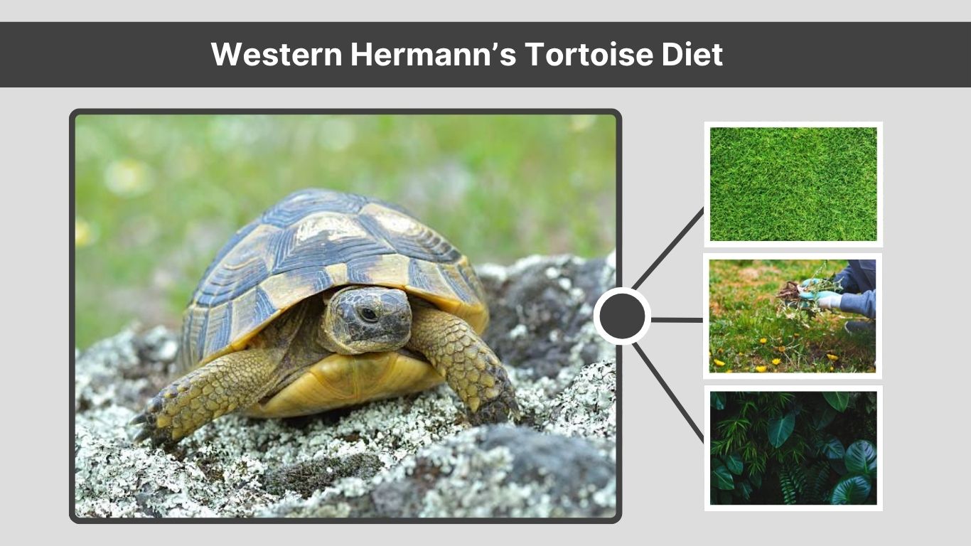 Western Hermann’s Tortoise: Care, Size, Diet Guide
