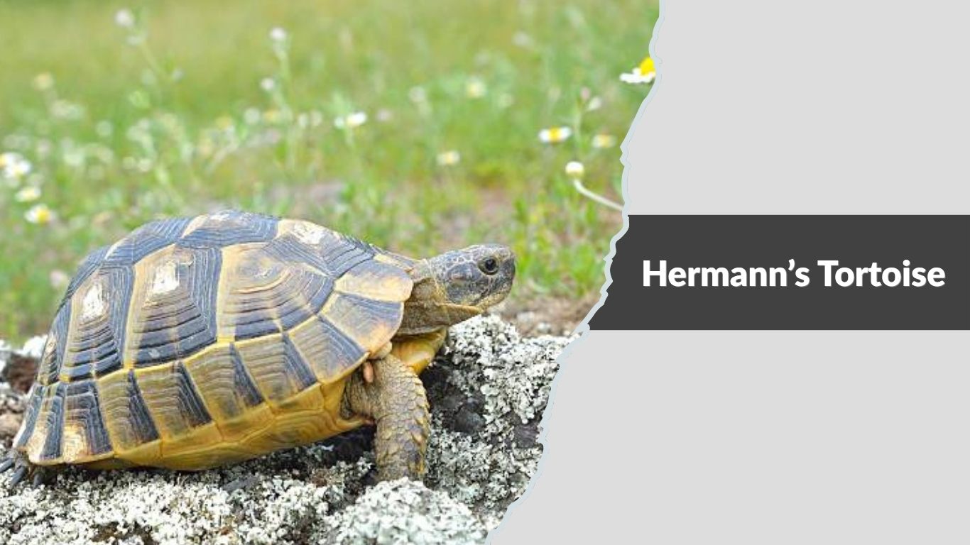 13 Types of Pet Tortoises You Should Know (ID with Picture)
