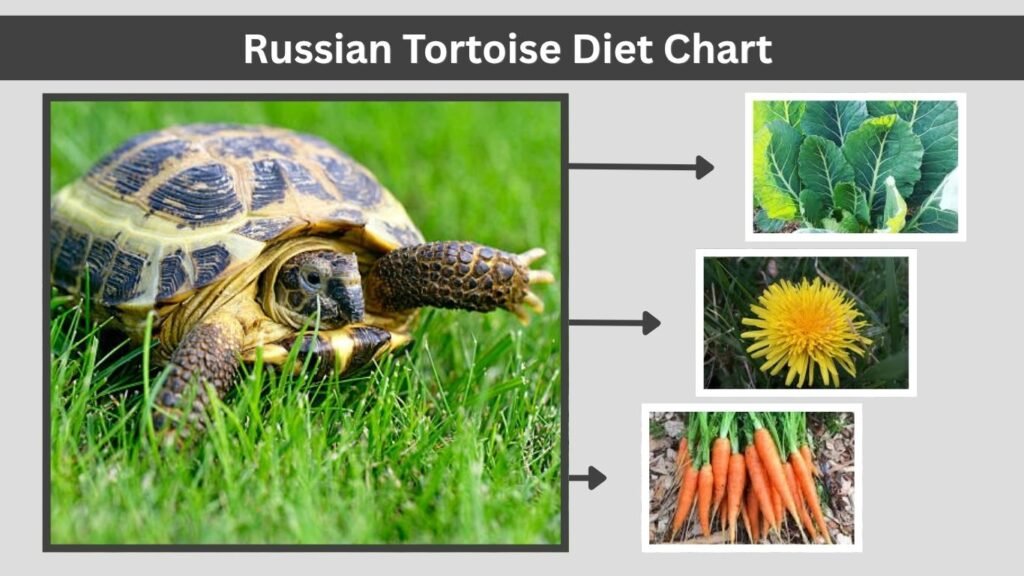 Russian Tortoise as a Pet: Pros, Cons & Care