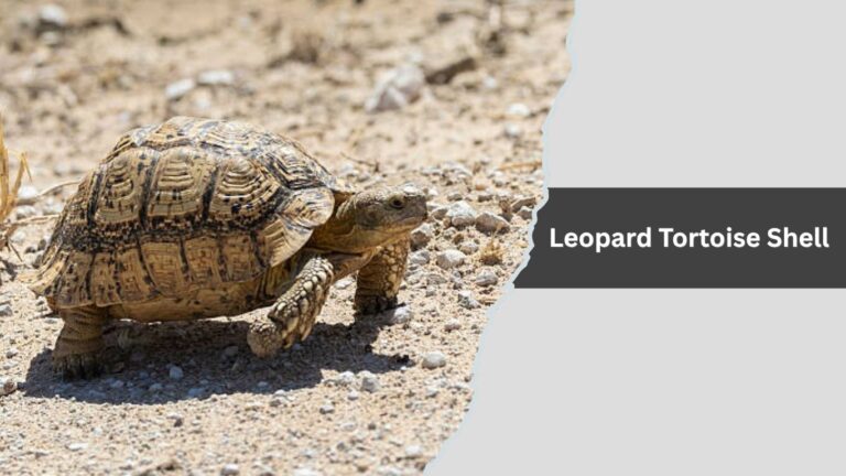 10 Types of Tortoise Shell: Patterns, Colors & Identification