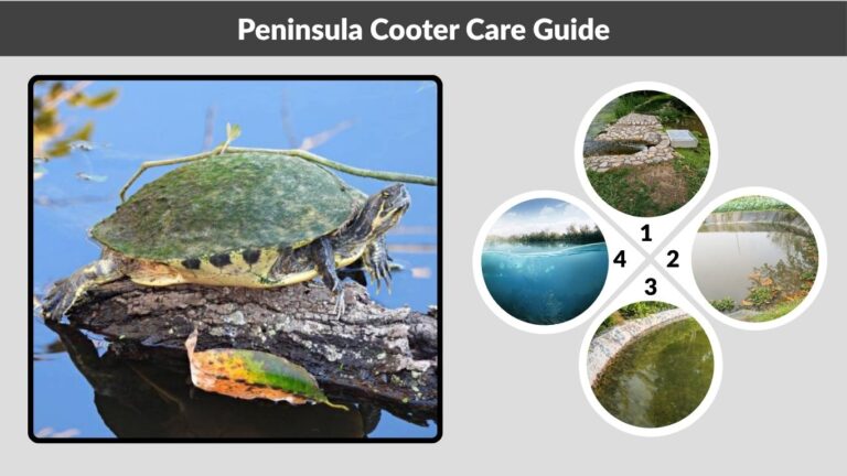 Peninsula Cooter: Care, Lifespan, Size & Diet Guide