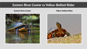 Eastern River Cooter: Care, Lifespan, Diet & Size