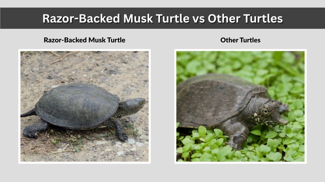 Razor-Backed Musk Turtle: Size, Diet and Care Tips
