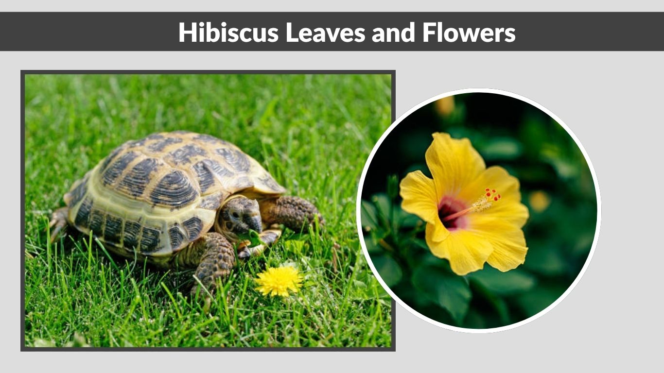 What Can Desert Tortoises Eat? 10 Safe Foods List