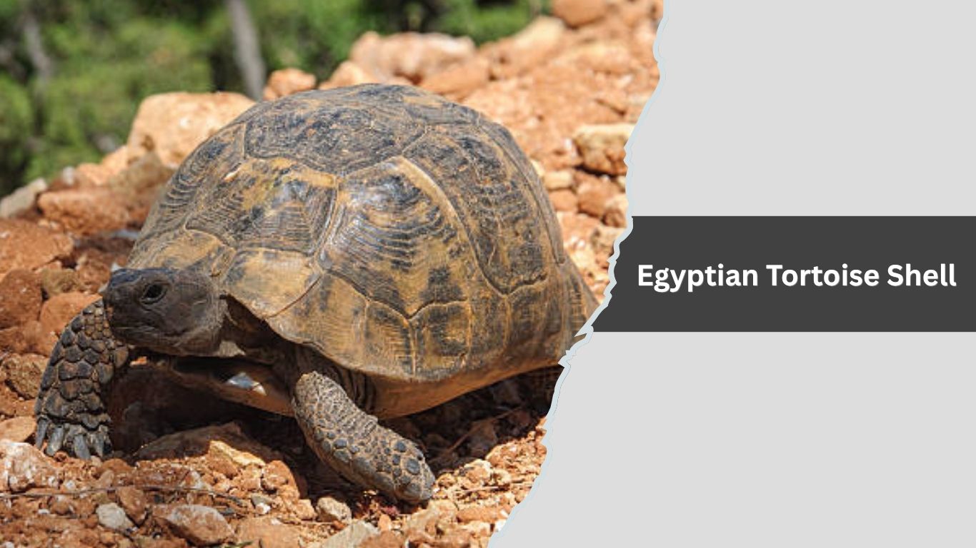 10 Types of Tortoise Shell: Patterns, Colors & Identification