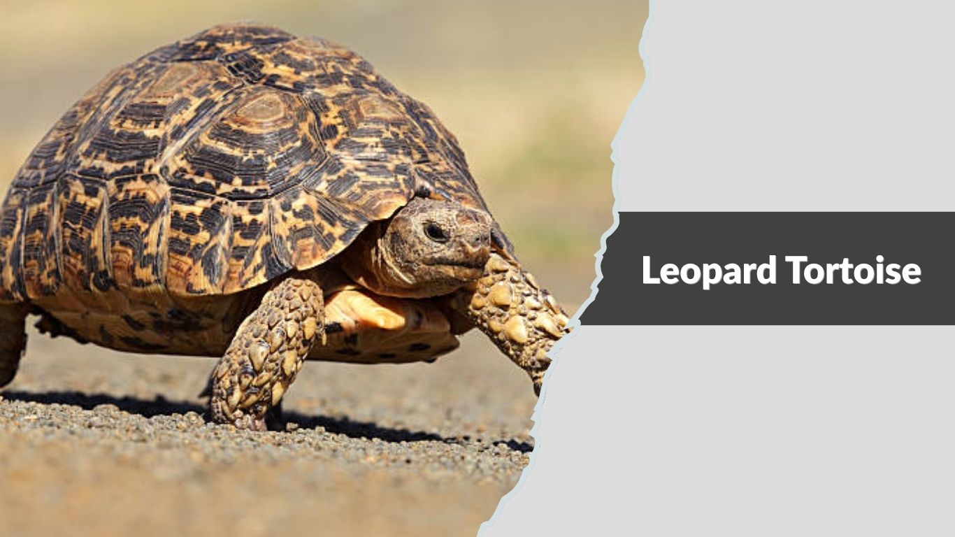 13 Types of Pet Tortoises You Should Know (ID with Picture)