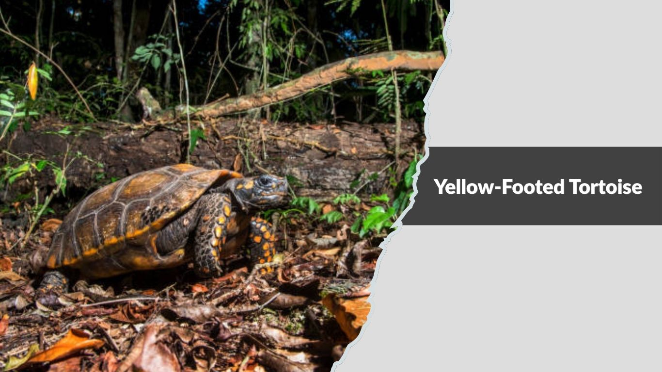 10 Types of Tortoises in Australia: Identification with Name and Pictures