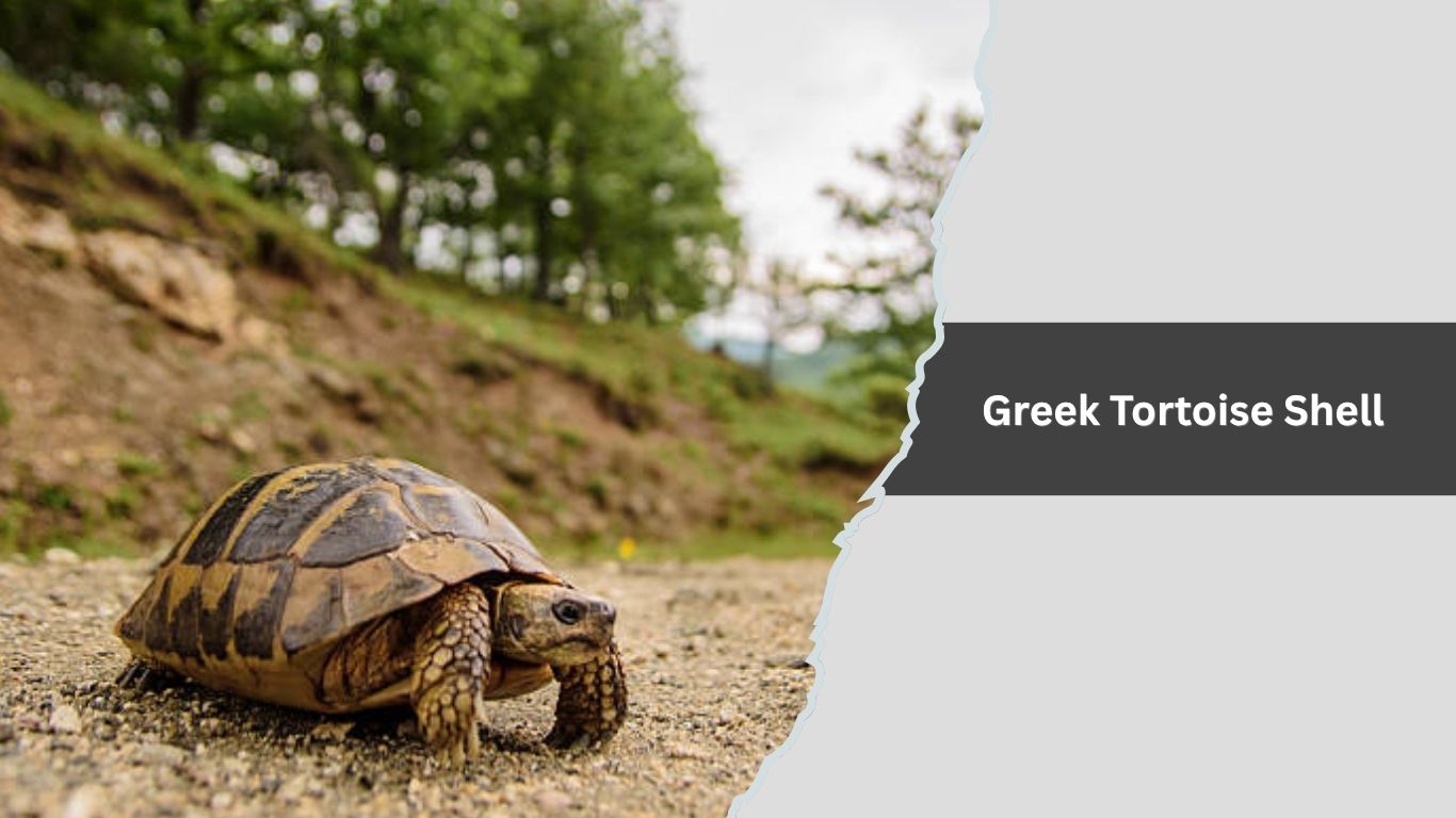10 Types of Tortoise Shell: Patterns, Colors & Identification