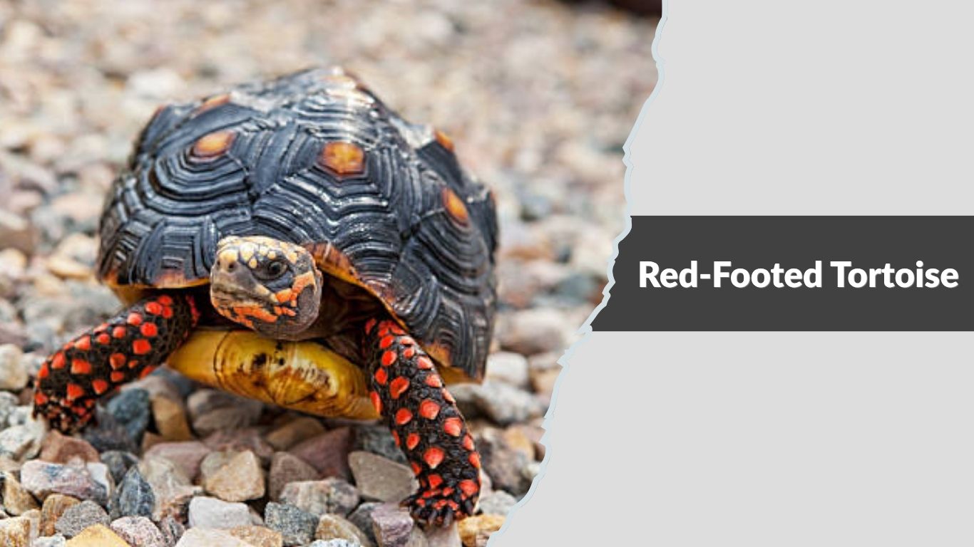 13 Types of Pet Tortoises You Should Know (ID with Picture)