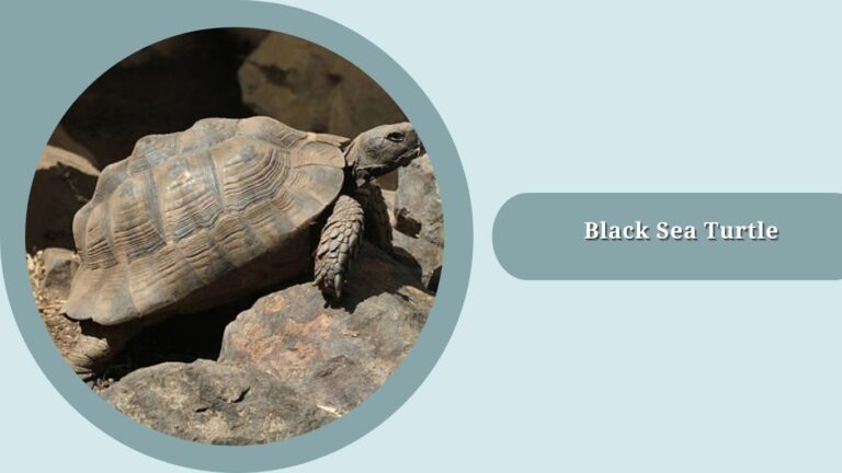 15 Types of Turtles in Hawaii: Identification With Pictures