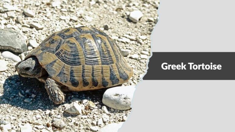 10 Types of Tortoises in Australia: Identification with Name and Pictures