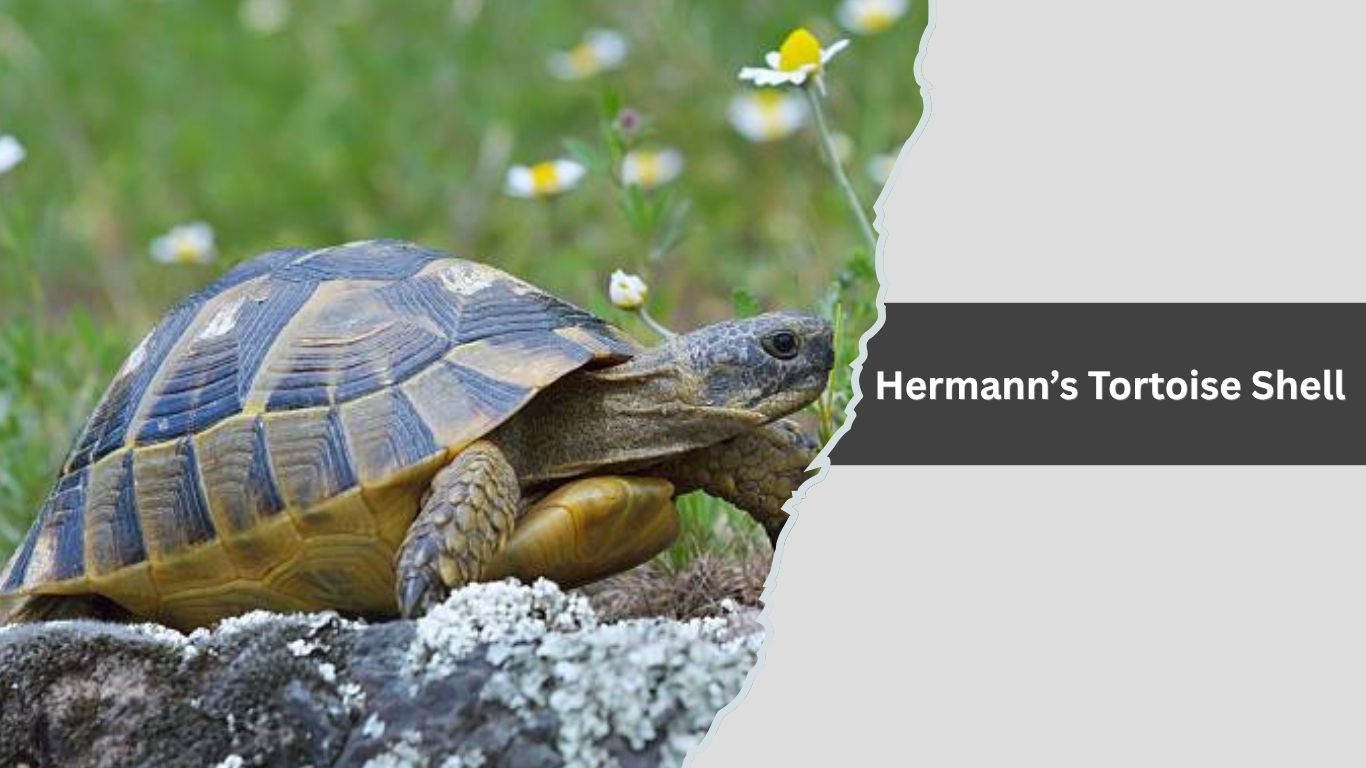 10 Types of Tortoise Shell: Patterns, Colors & Identification