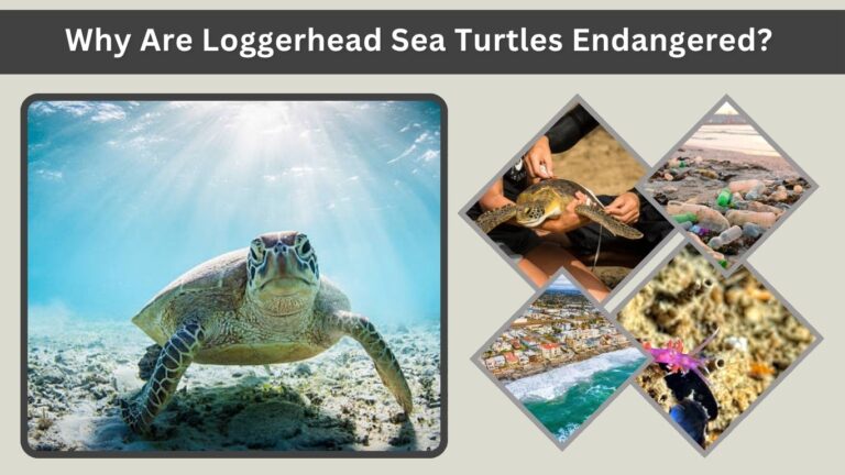 Why Are Loggerhead Sea Turtles Endangered? Causes, Status, and ...