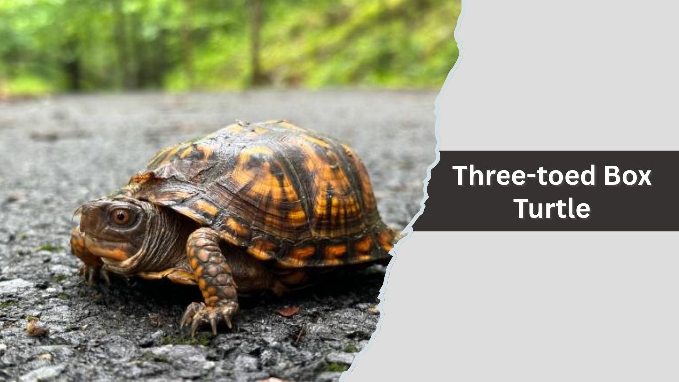 10Types of Box Turtles: Species Identification with Pictures