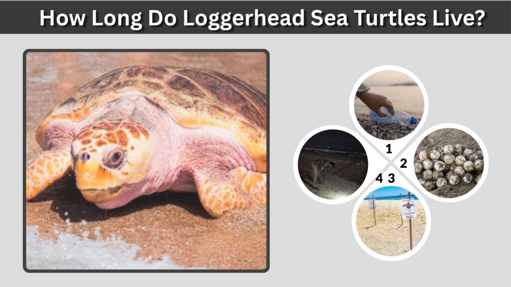 How Long Do Loggerhead Sea Turtles Live?