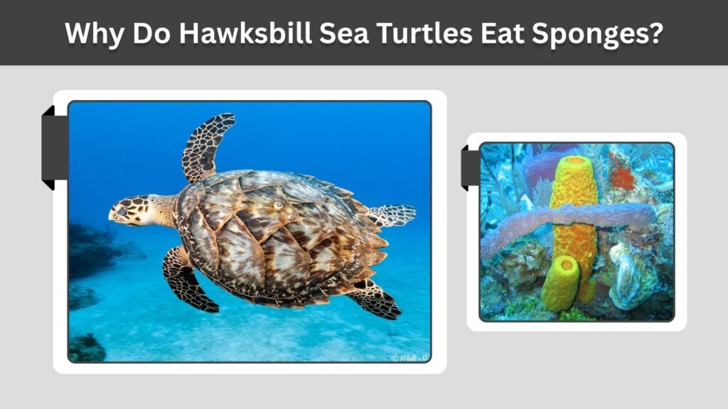 What Do Hawksbill Sea Turtles Eat? Diet & Food Facts