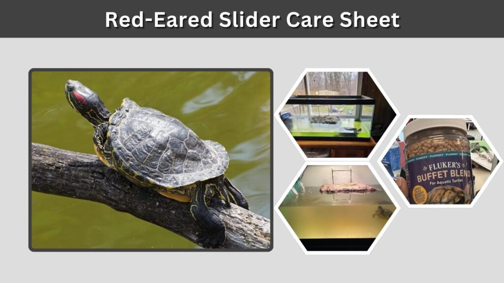 Terrapin Red Eared Slider: Care, Size, Lifespan & Facts