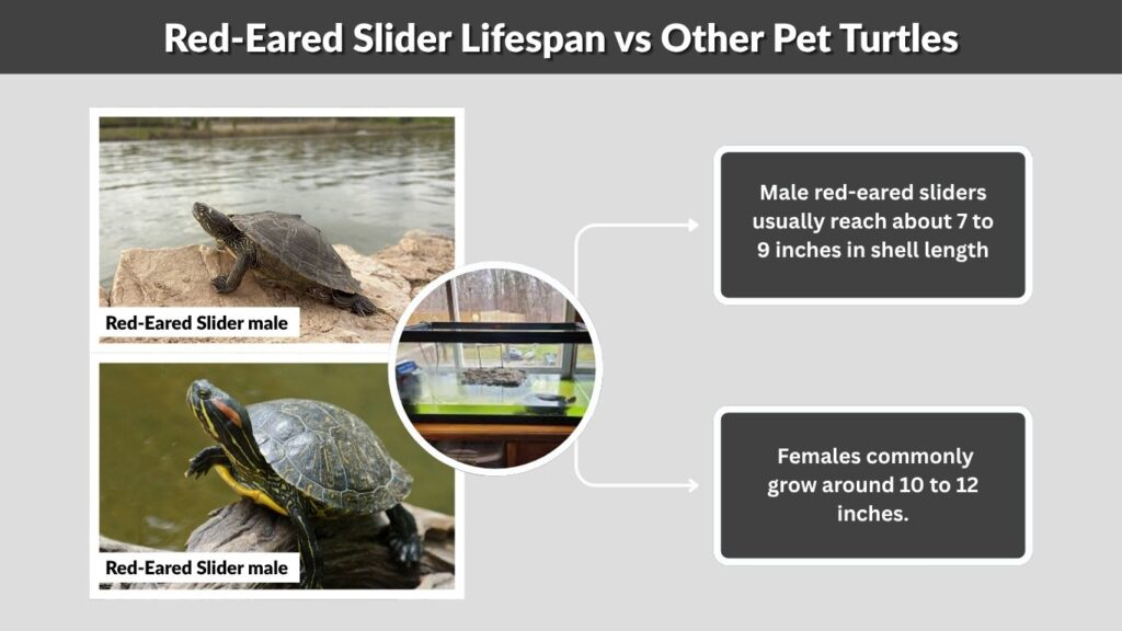 Red-Eared Slider Size: Growth, Age, and Tank Needs