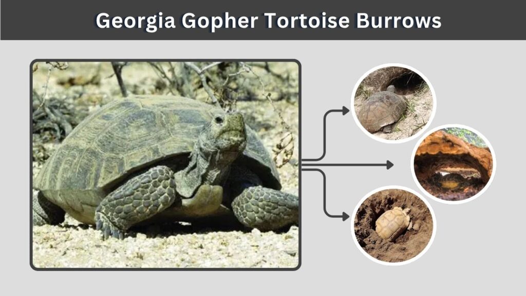 Georgia Gopher Tortoise: Status, Habitat, Laws, and Facts