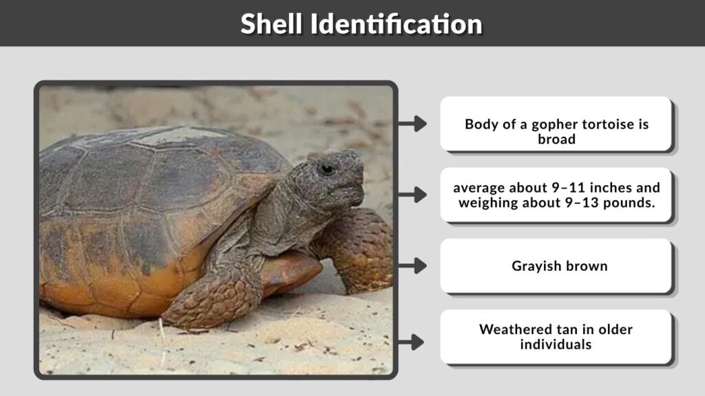 What Does a Gopher Turtle Look Like? Identification Guide