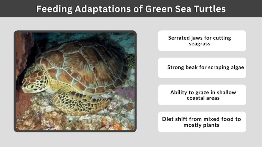 Green Sea Turtle Adaptations: How They Survive in the Ocean