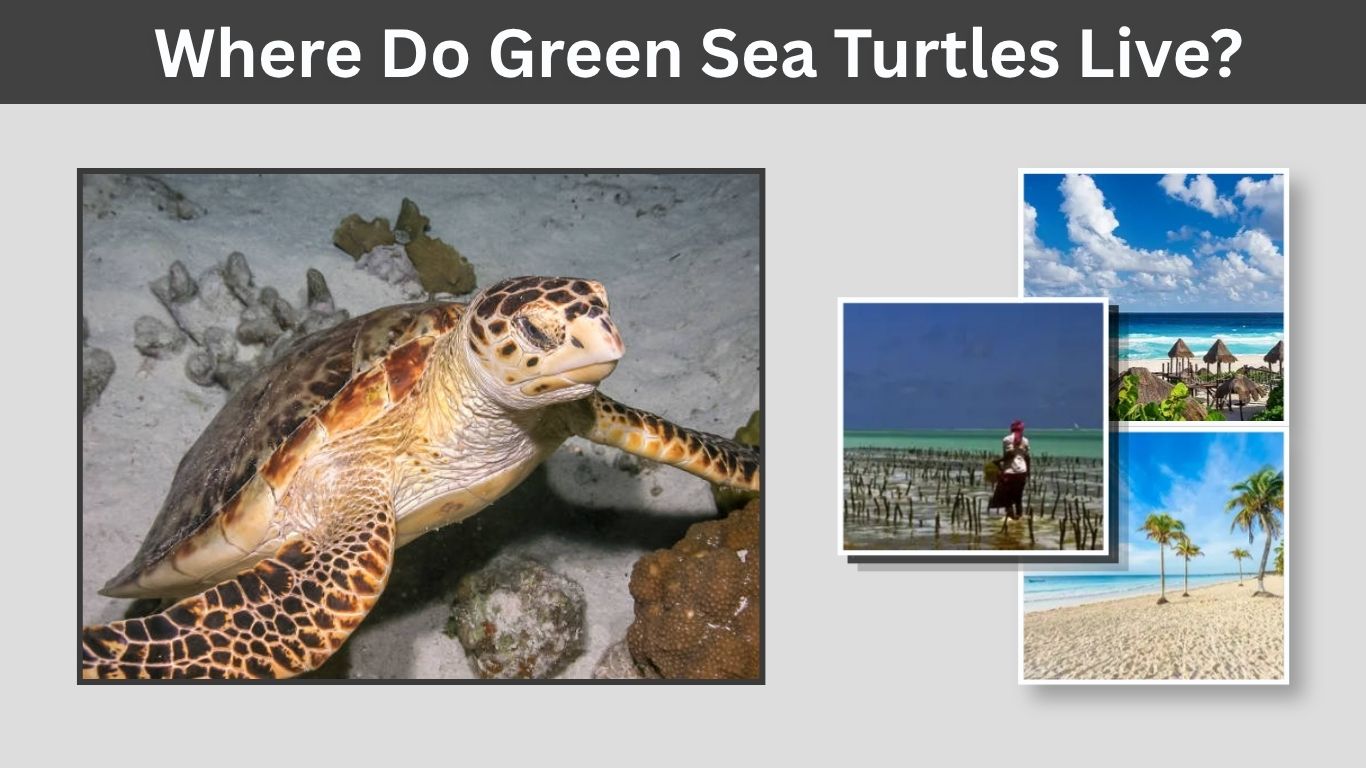 Where Do Green Sea Turtles Live? Habitat and Range